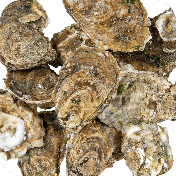 Blue Point Oysters (dozen) – Fresh Catch Fish Co.
